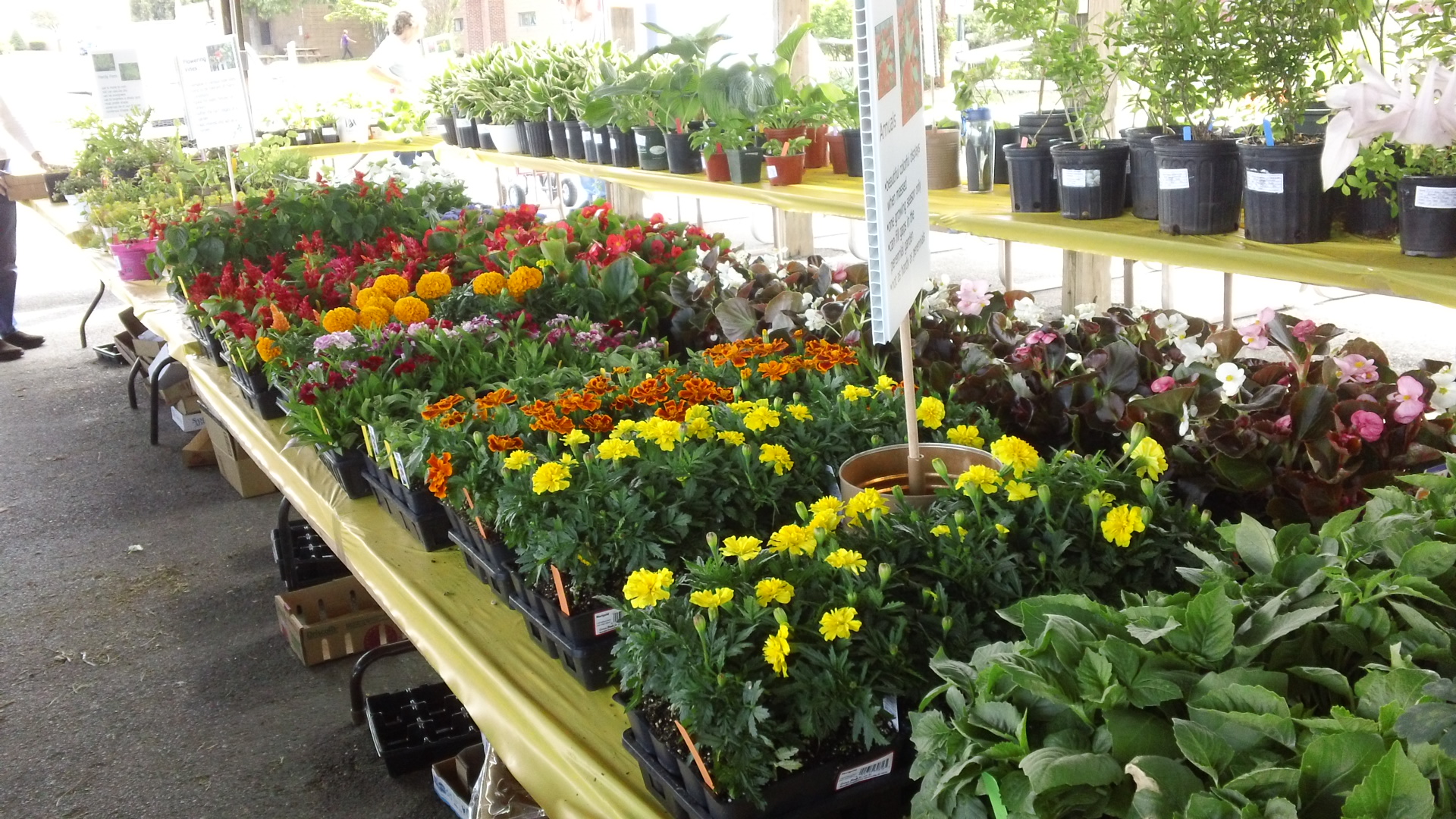 Local Plant Sales Offer Unique Opportunities | Your source for native ...