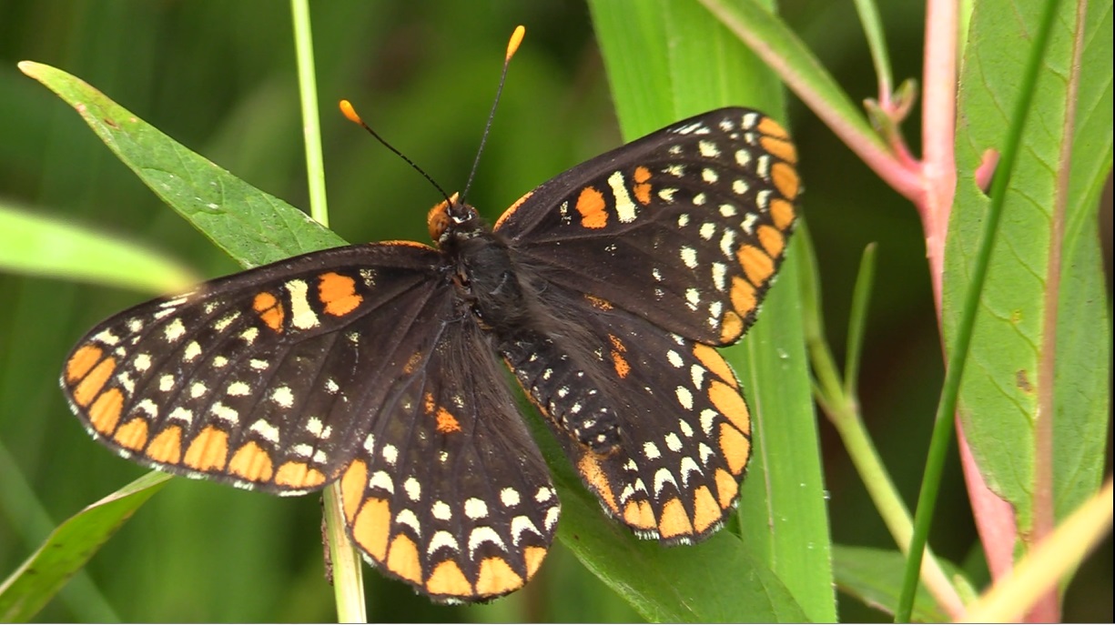 Be a Checkerspot Champion | Your source for native plant news