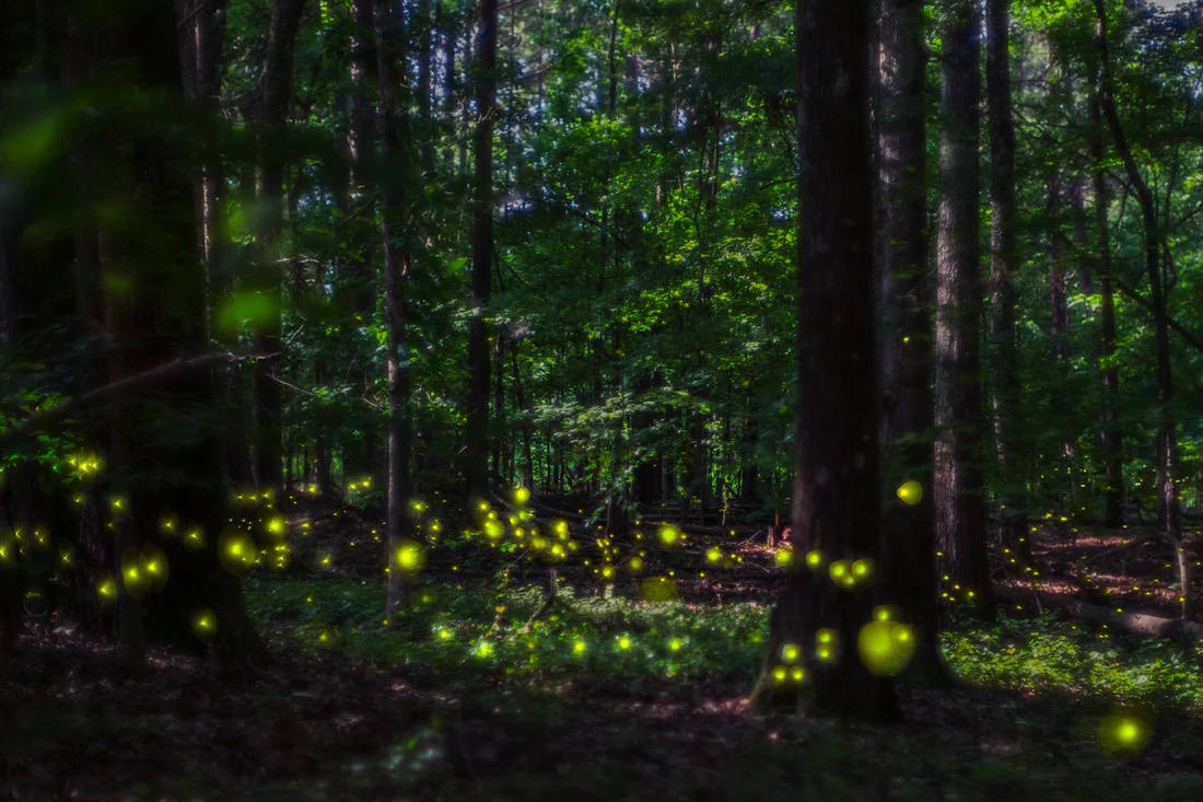 Fireflies: Magical Summer Lights | Your source for native plant news